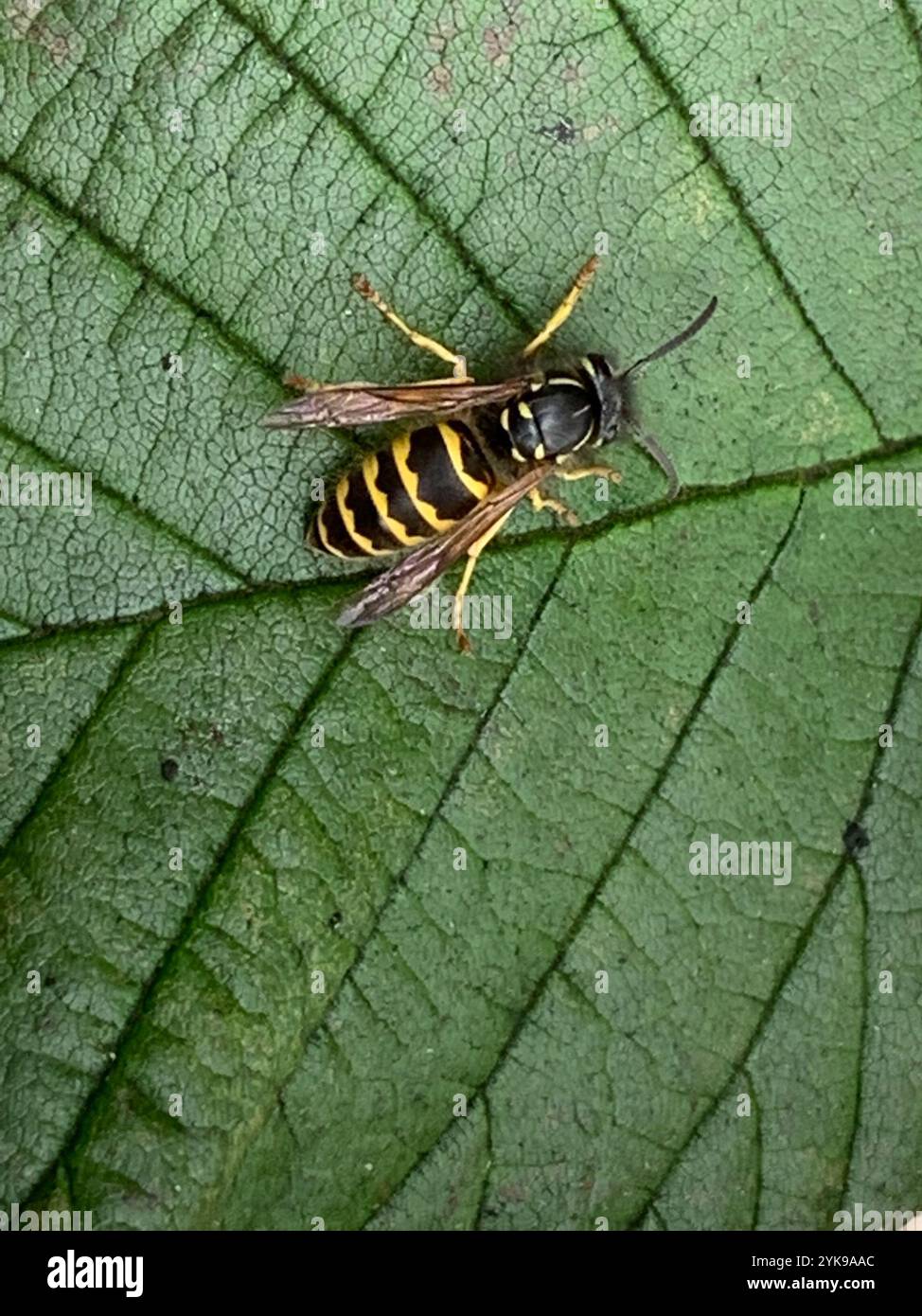 Alaska Yellowjacket (Vespula alascensis Stock Photo - Alamy