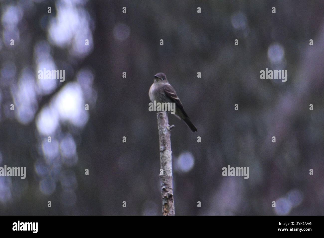 Western Wood-Pewee (Contopus sordidulus Stock Photo - Alamy