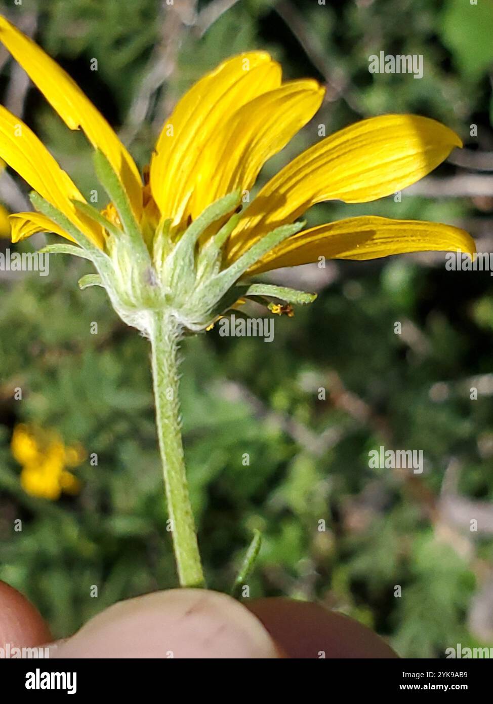 Toothleaf Goldeneye (Viguiera dentata Stock Photo - Alamy