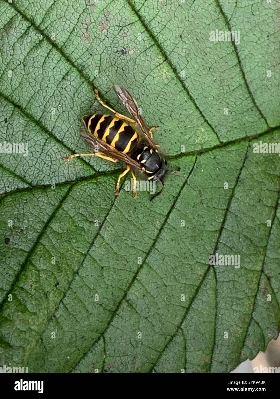 Alaska Yellowjacket (Vespula alascensis Stock Photo - Alamy