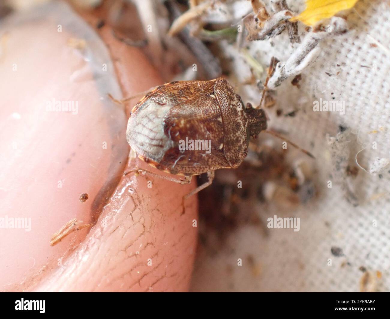 True Bugs (Heteroptera Stock Photo - Alamy