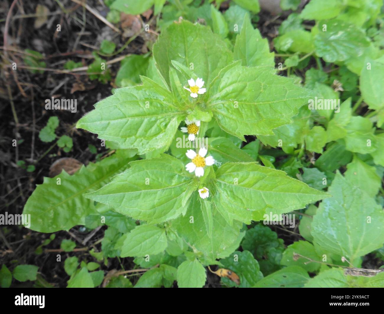 shaggy soldier (Galinsoga quadriradiata Stock Photo - Alamy