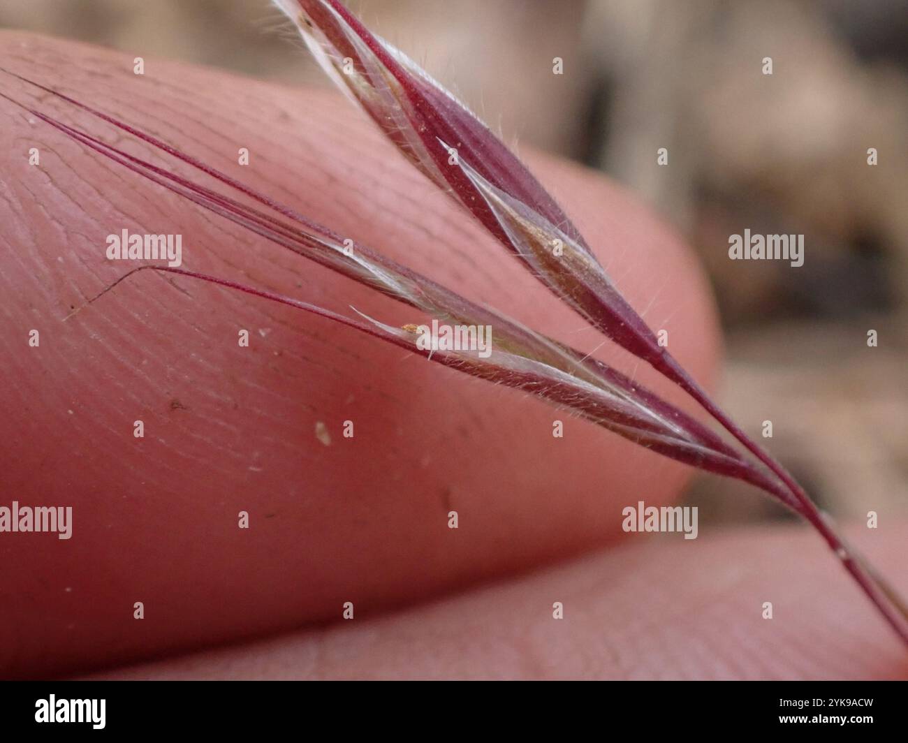 Cheatgrass (Bromus tectorum Stock Photo - Alamy