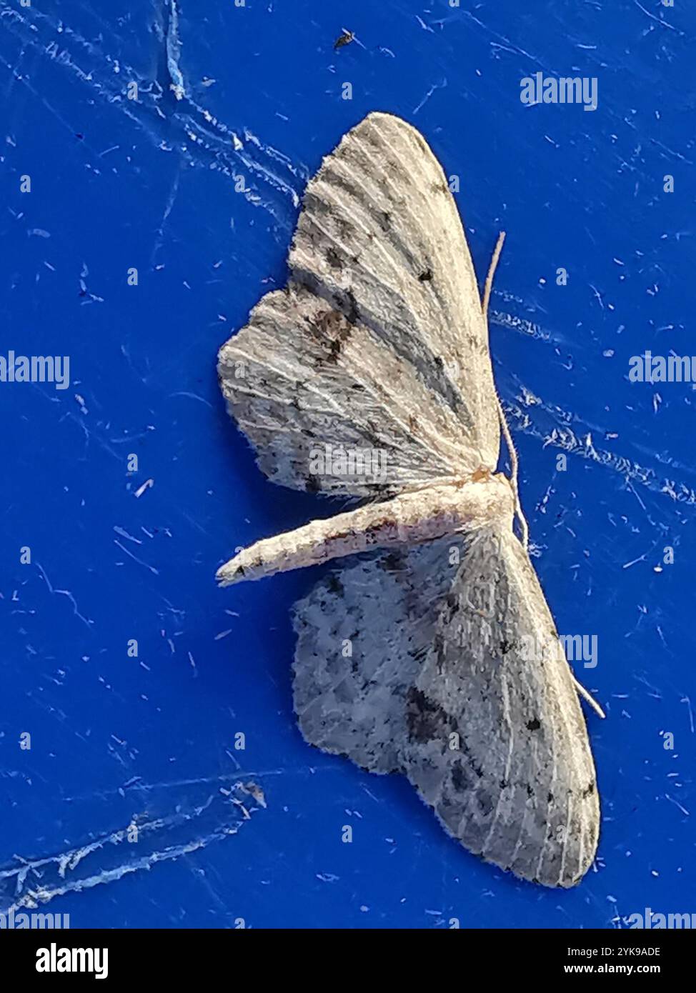 Single-dotted Wave (Idaea dimidiata Stock Photo - Alamy