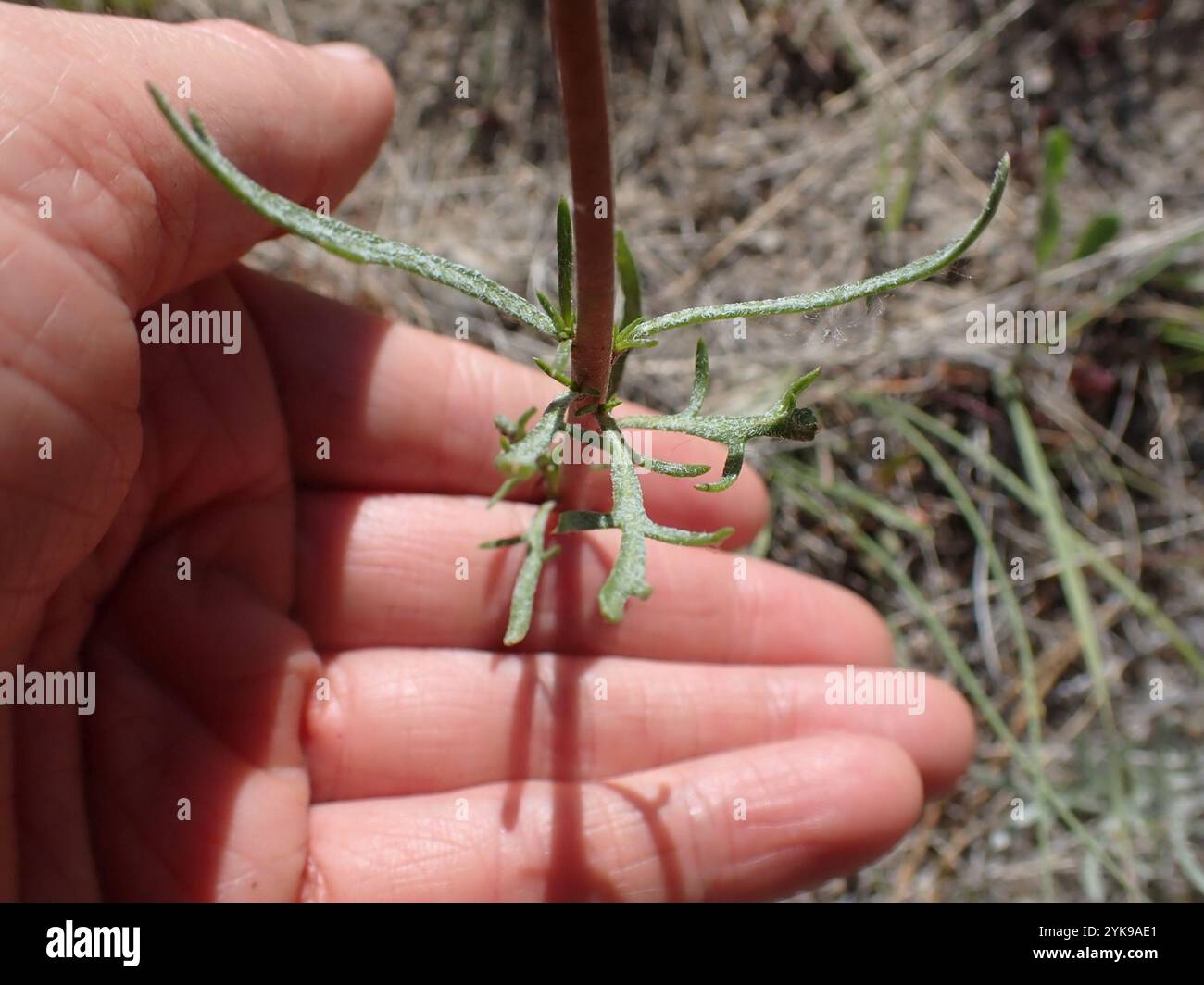 Scarlet Gilia (Ipomopsis aggregata Stock Photo - Alamy