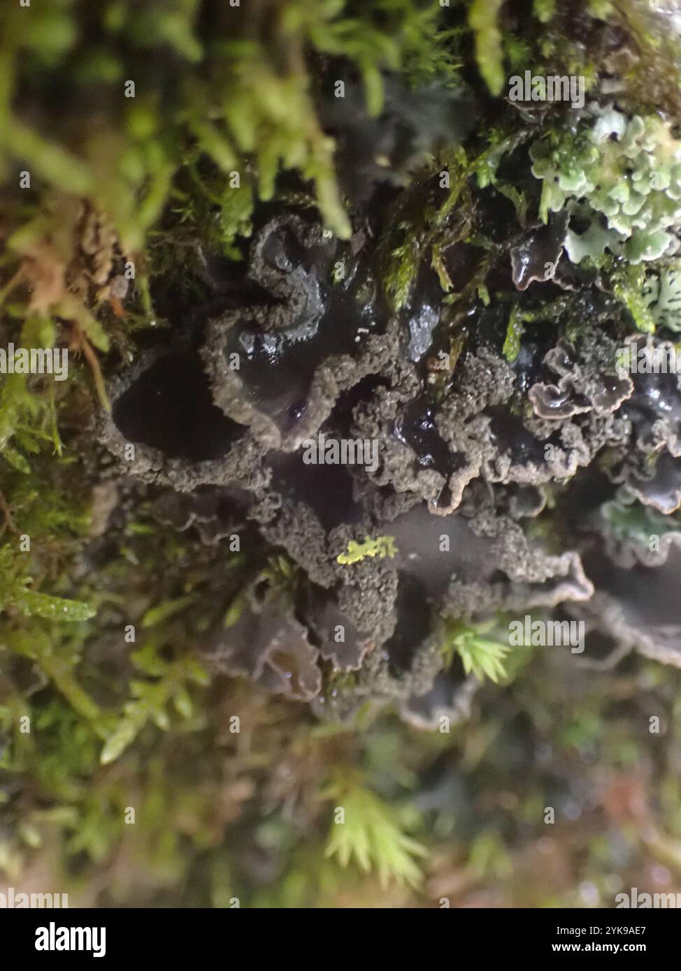 Moon Lichens (Sticta Stock Photo - Alamy