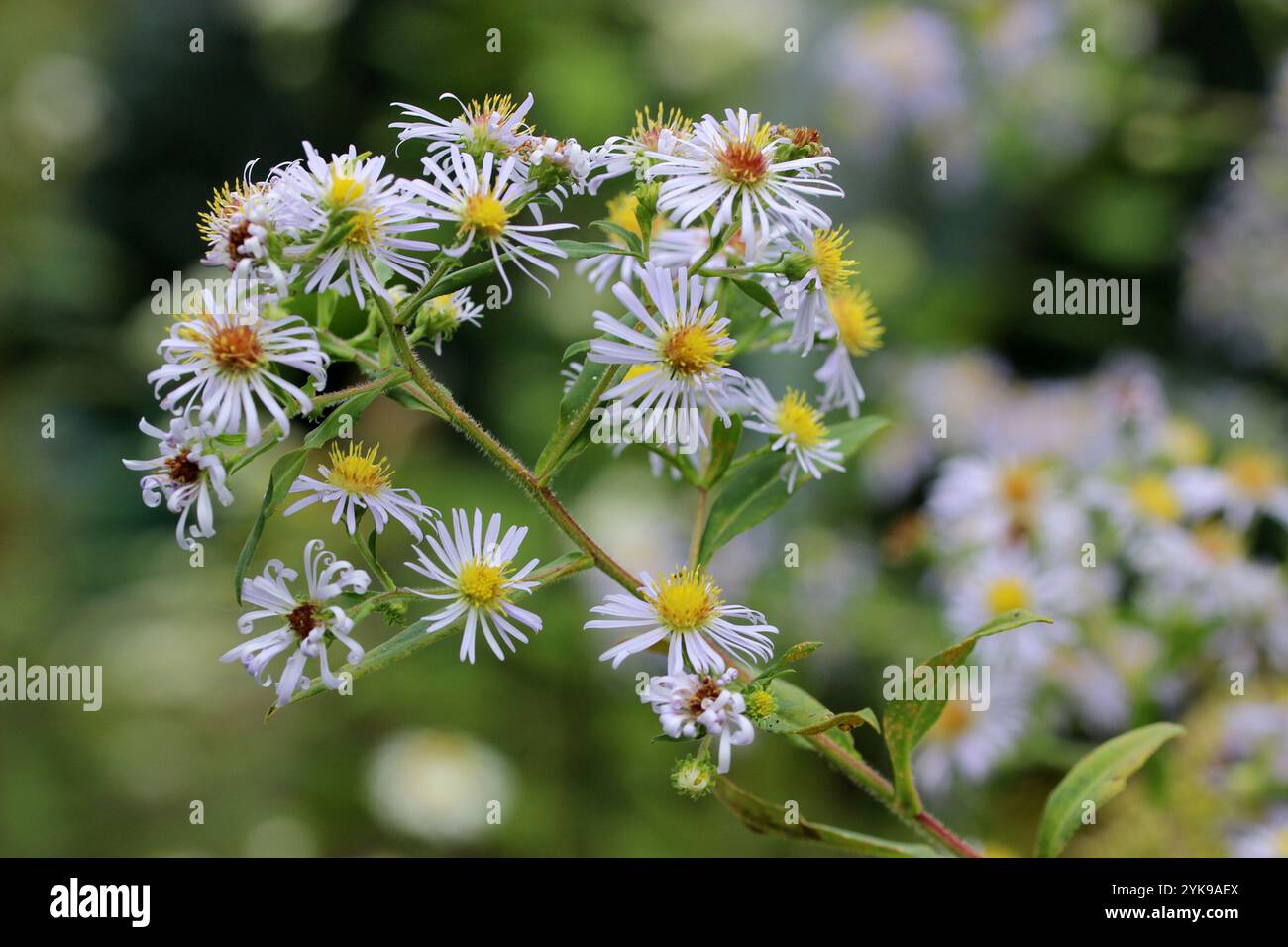 swamp aster (Symphyotrichum puniceum Stock Photo - Alamy