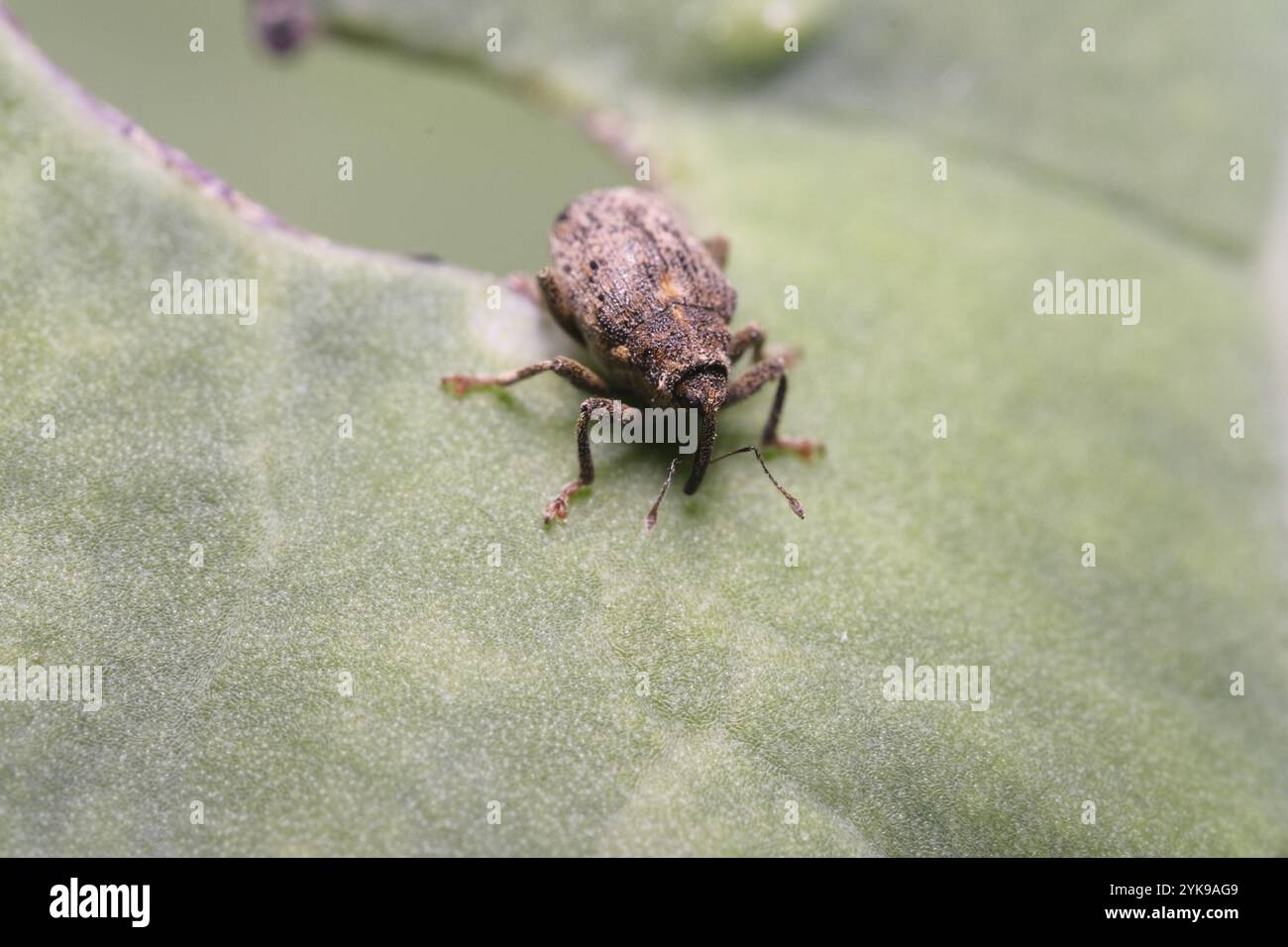 Cabbage Stem Weevil (Ceutorhynchus pallidactylus Stock Photo - Alamy