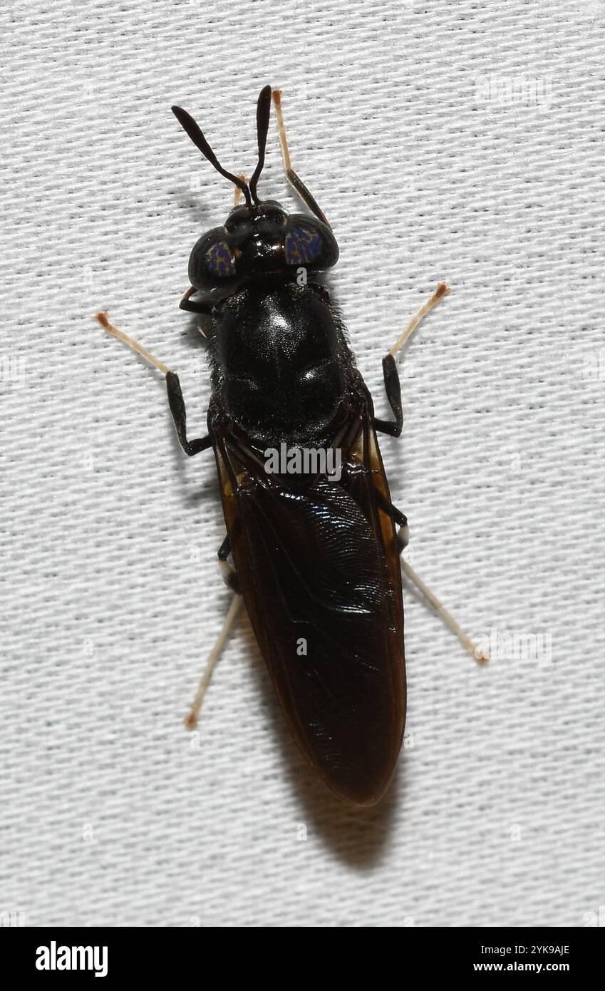 Black Soldier Fly (Hermetia illucens Stock Photo - Alamy