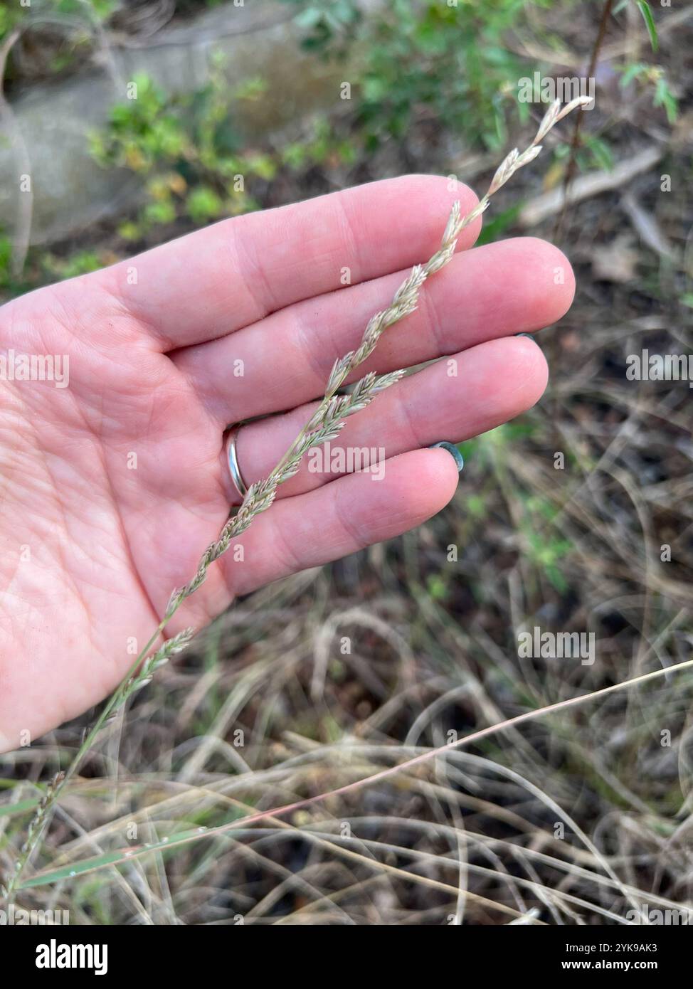 Slim Tridens (Tridentopsis mutica Stock Photo - Alamy