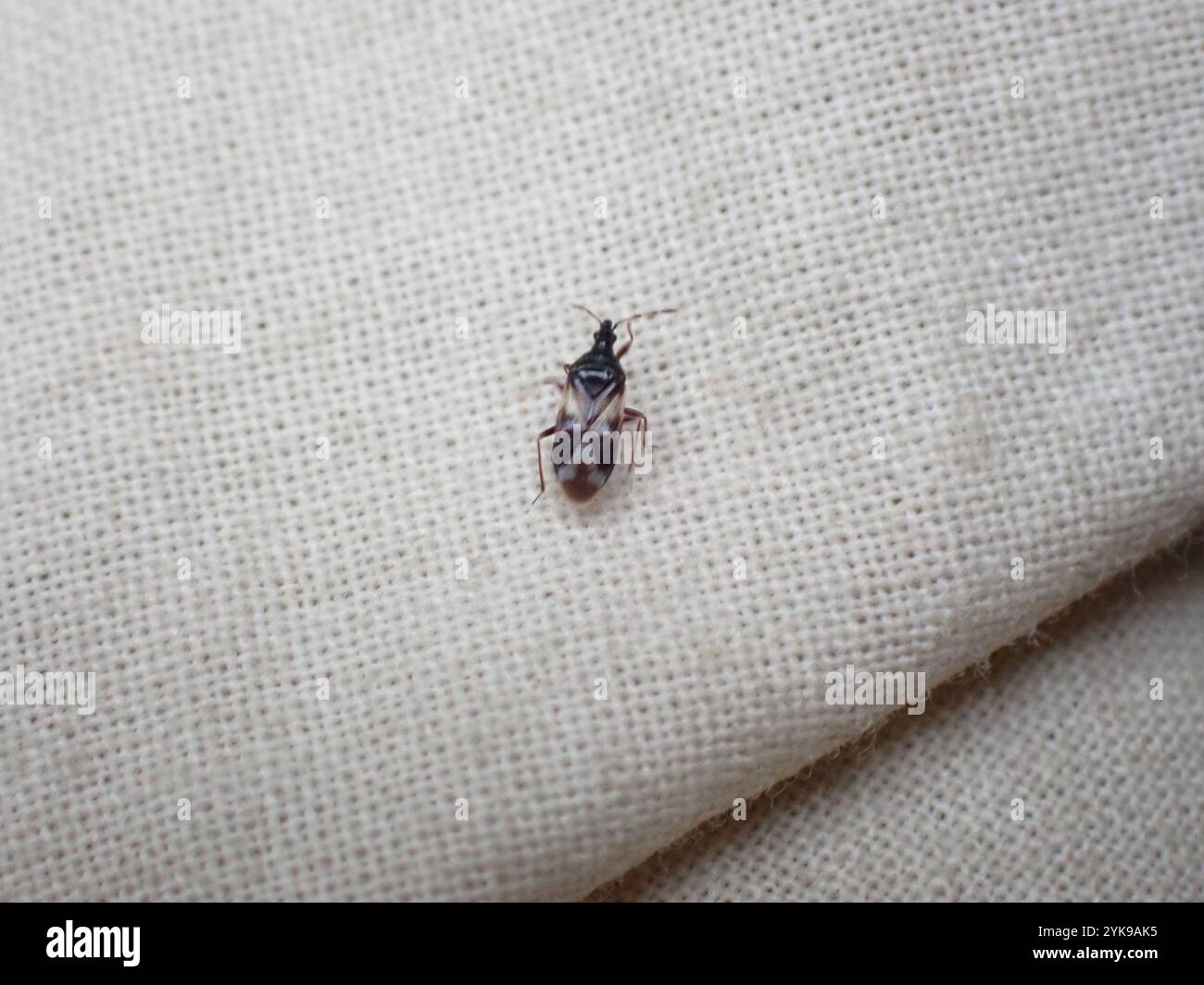 Minute pirate bugs (Anthocoridae Stock Photo - Alamy