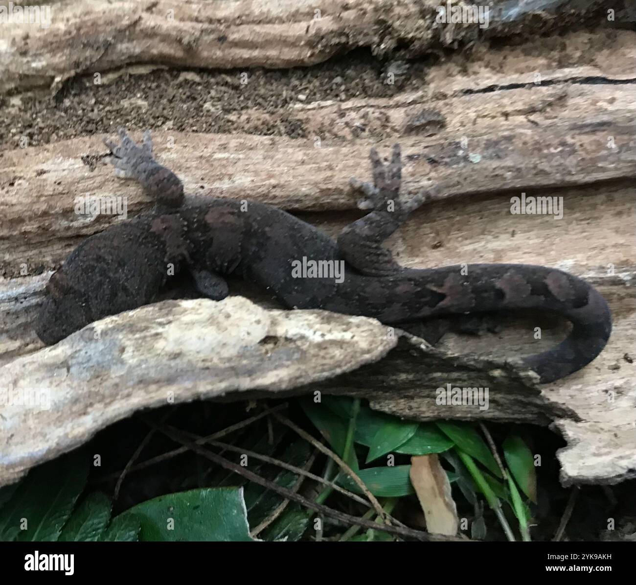 Pacific Gecko (Dactylocnemis pacificus Stock Photo - Alamy