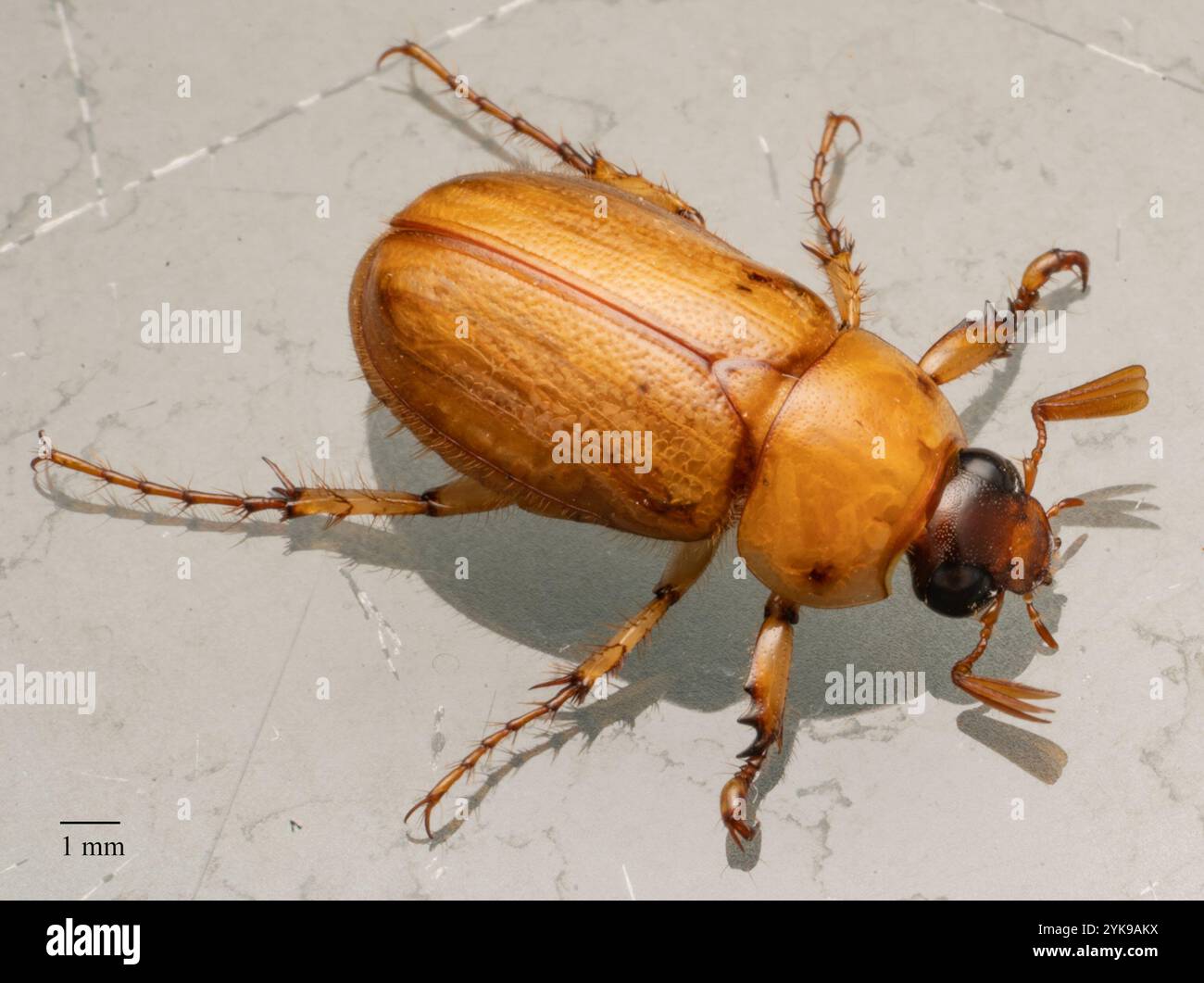 Masked Chafers (Cyclocephala Stock Photo - Alamy