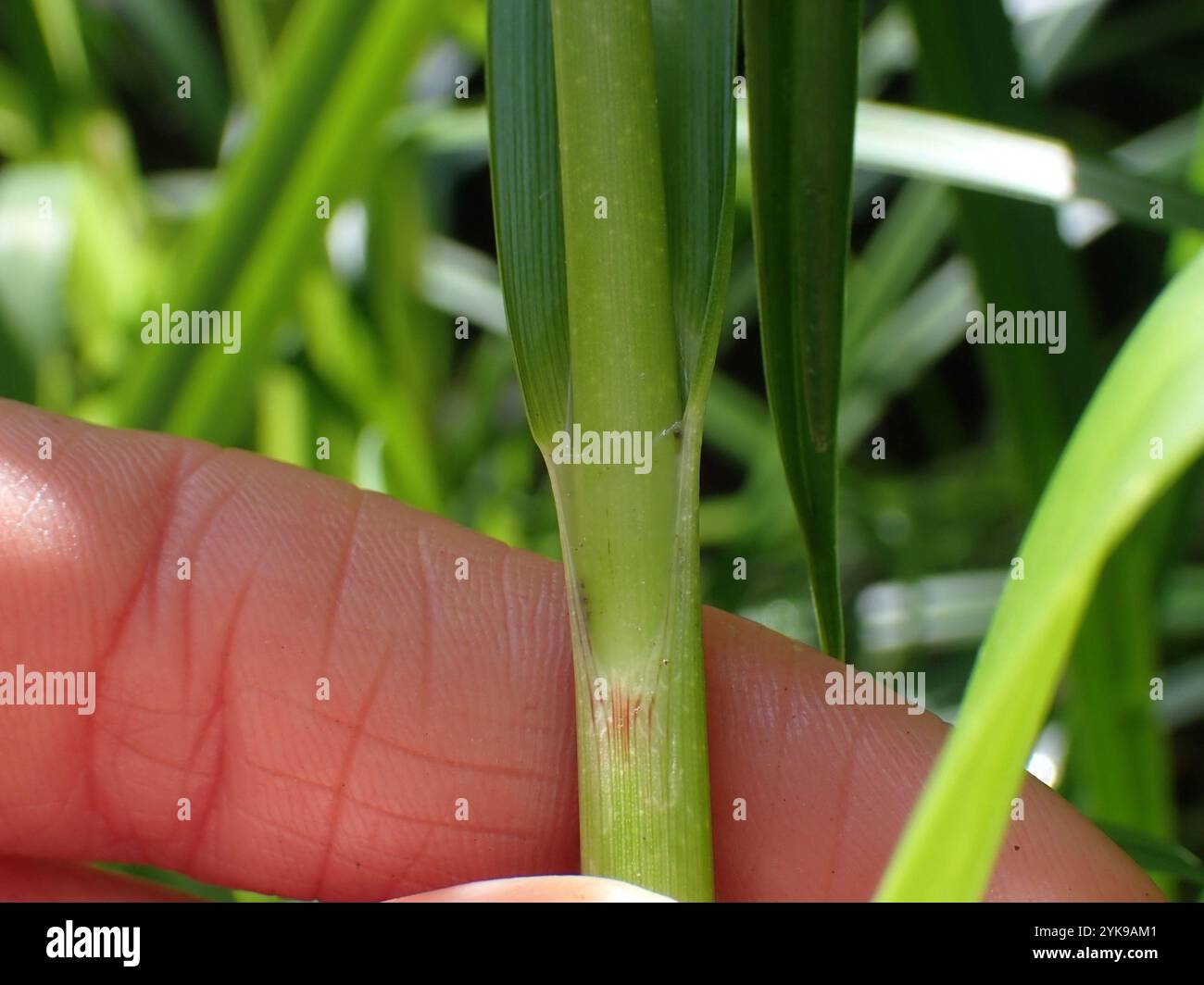 Panicled Bulrush (Scirpus microcarpus Stock Photo - Alamy