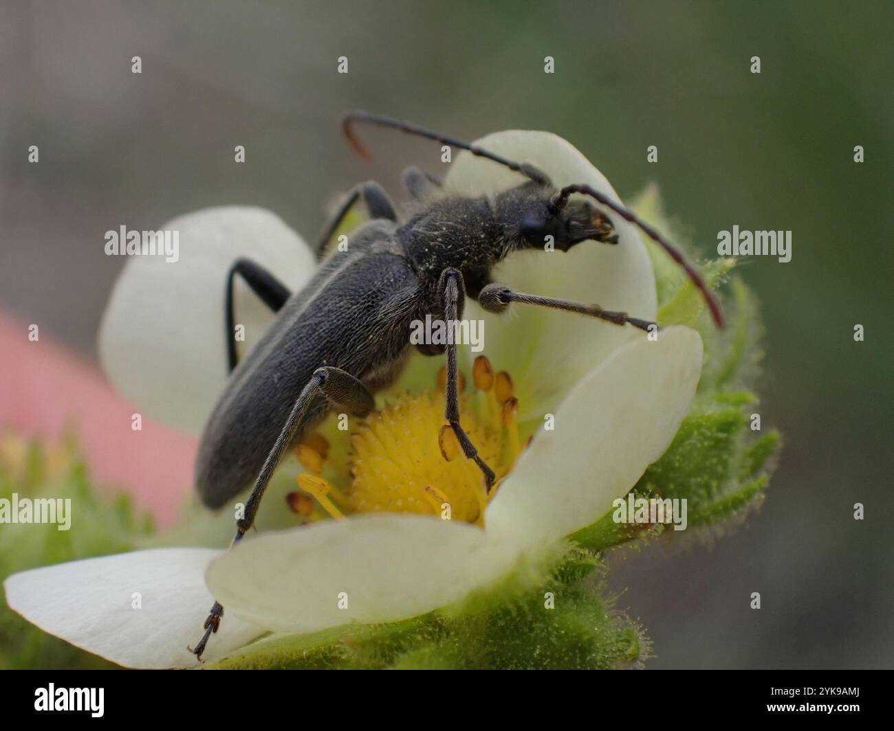 Longhorn Beetles (Cerambycidae Stock Photo - Alamy