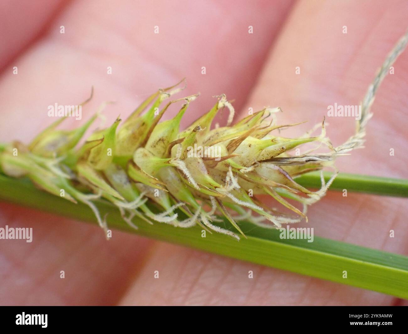 true sedges (Carex Stock Photo - Alamy