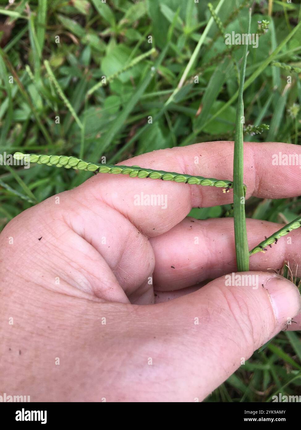 Paspalum setaceum hi-res stock photography and images - Alamy