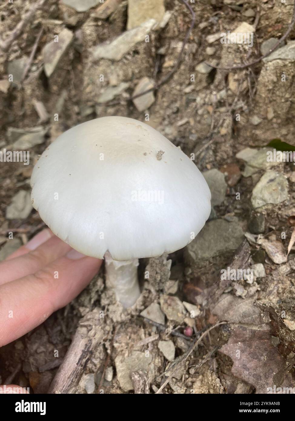 Eastern destroying angel amanita hi-res stock photography and images ...