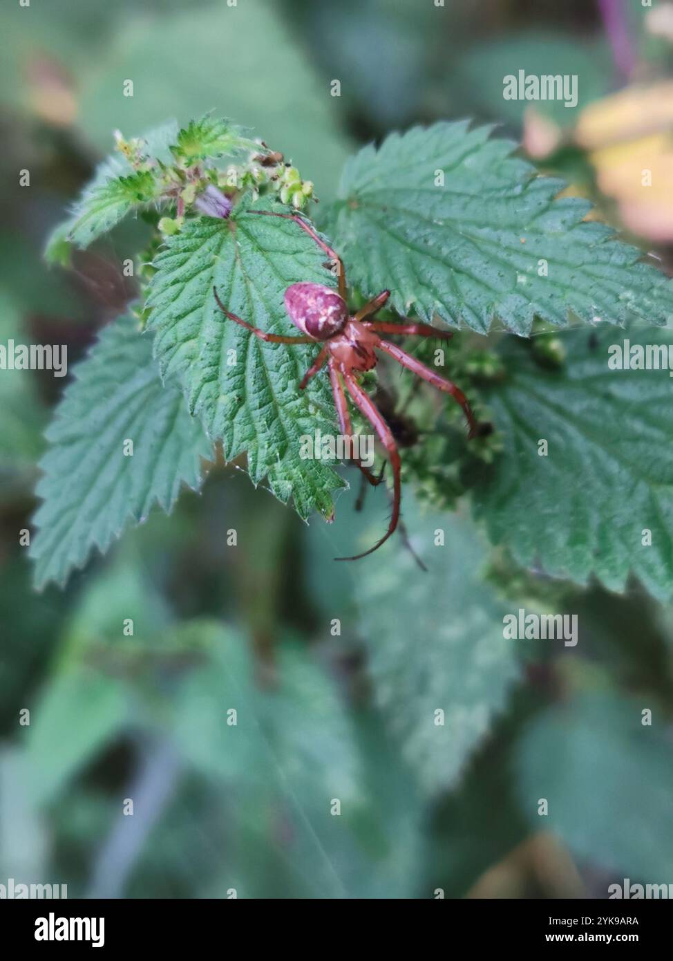 Eurasian armoured long jawed spider hi-res stock photography and images ...