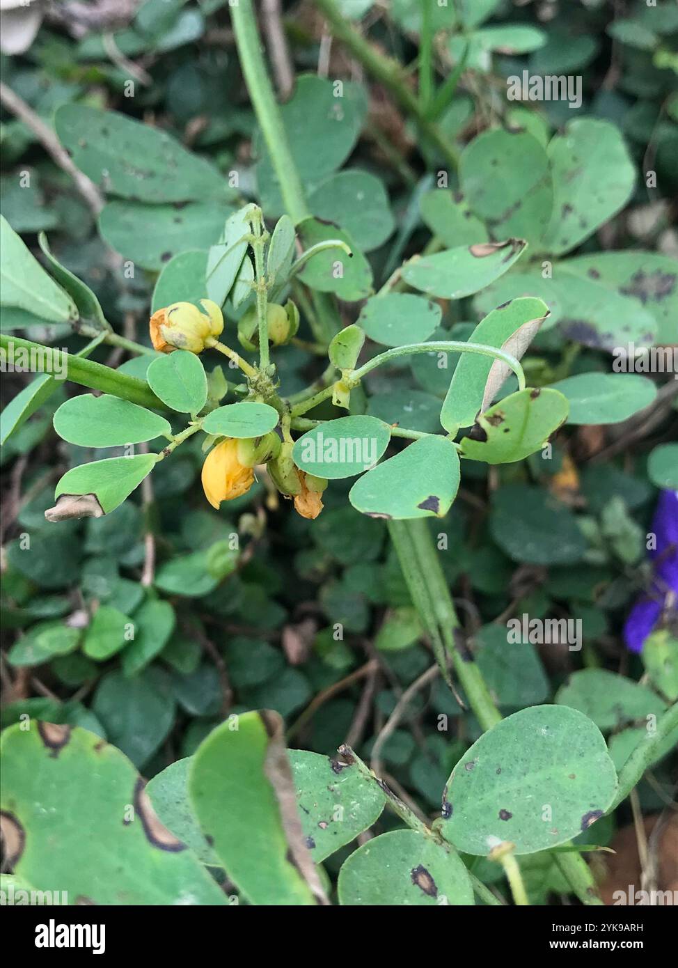 American Sicklepod (Senna obtusifolia Stock Photo - Alamy
