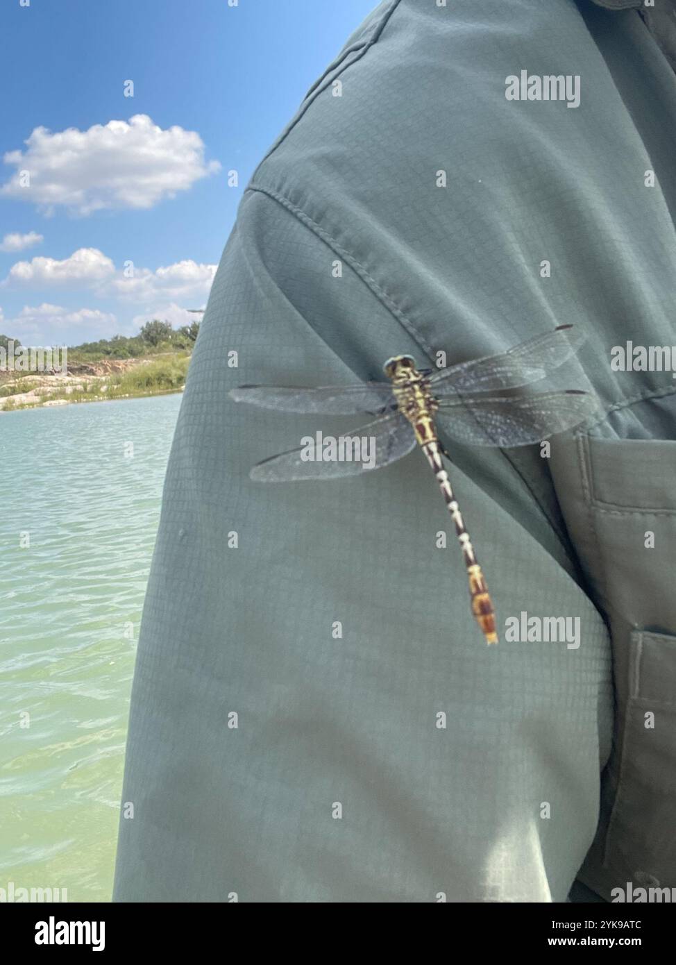 Flag-tailed Spinyleg (Dromogomphus spoliatus Stock Photo - Alamy