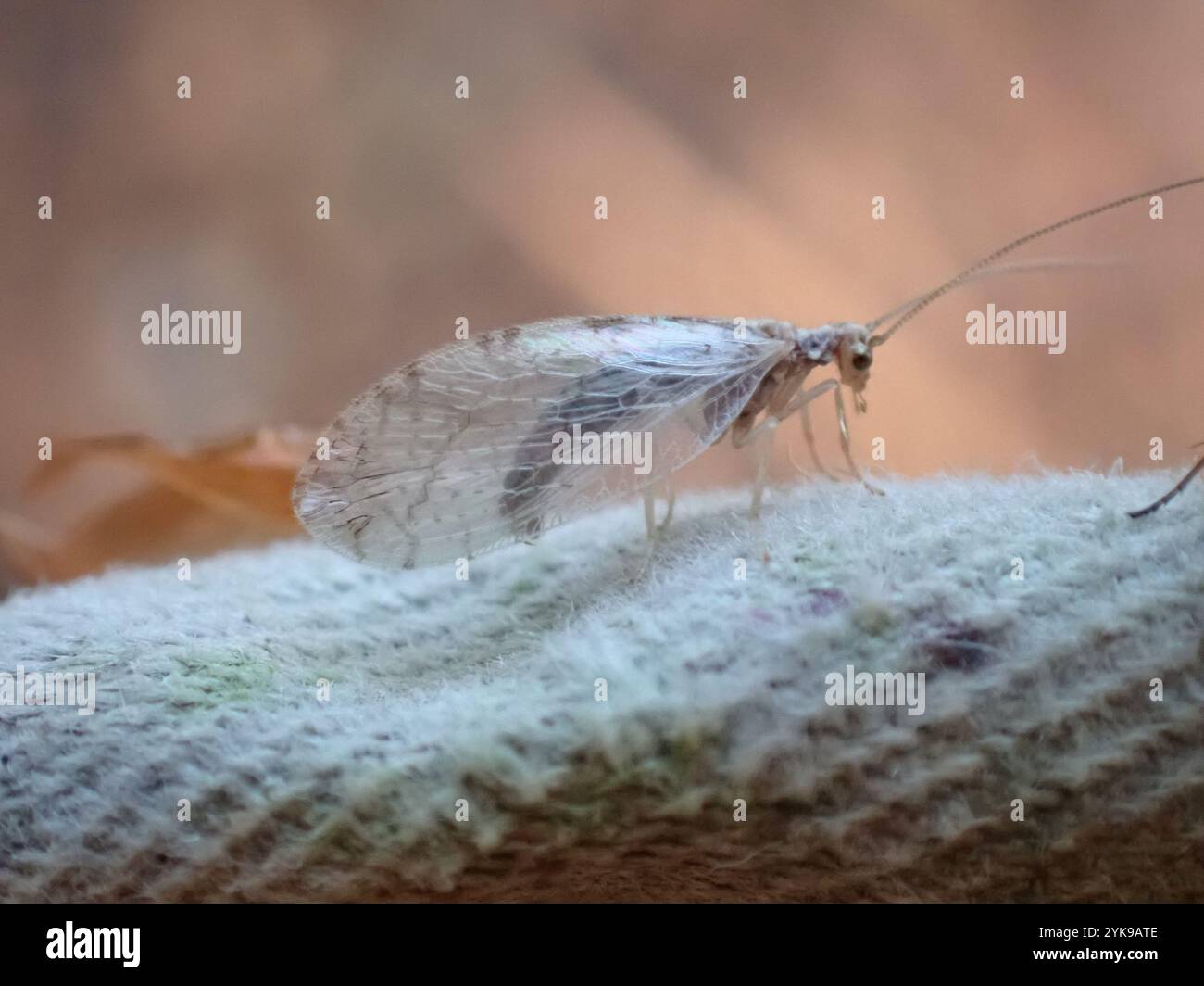 Micromus hi-res stock photography and images - Alamy