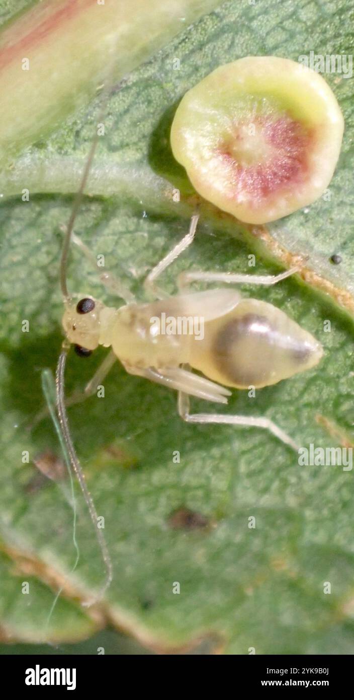 Stenopsocus hi-res stock photography and images - Alamy