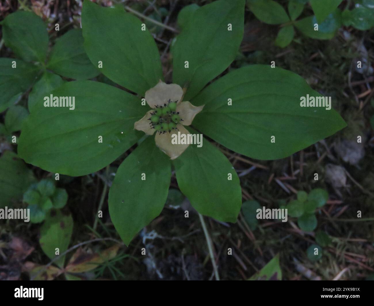 Western Bunchberry (Cornus unalaschkensis Stock Photo - Alamy