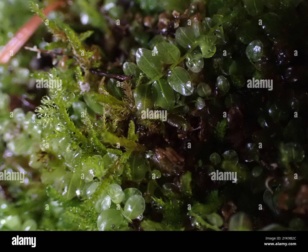 Long-beaked Thyme-moss (Plagiomnium rostratum Stock Photo - Alamy