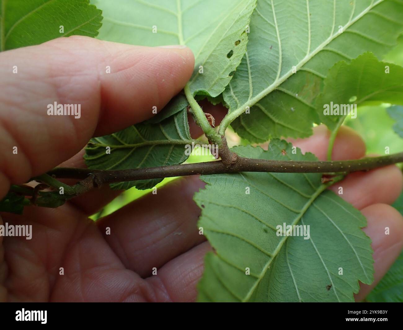 Red Alder (Alnus rubra Stock Photo - Alamy