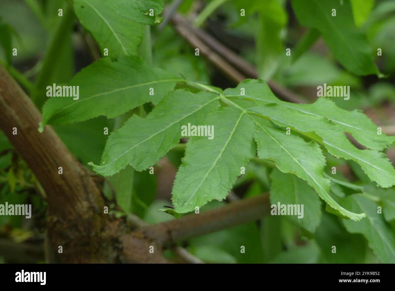 blue elder (Sambucus cerulea Stock Photo - Alamy