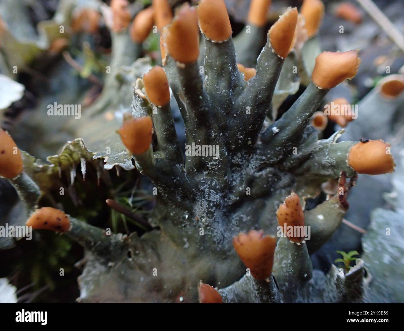 membranous pelt lichen (Peltigera membranacea Stock Photo - Alamy