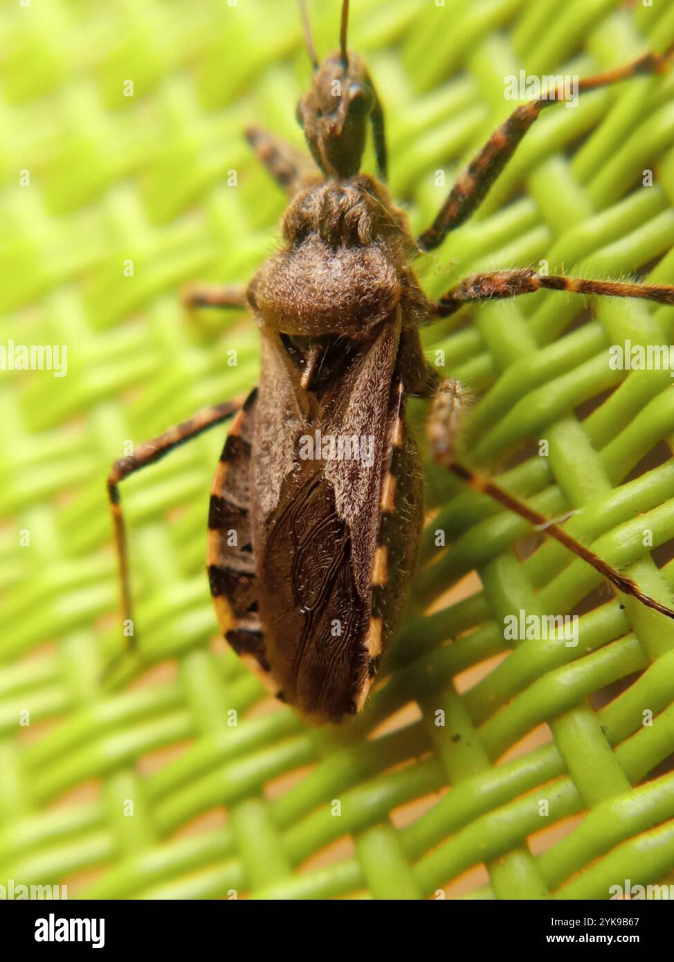 Coranus hi-res stock photography and images - Alamy