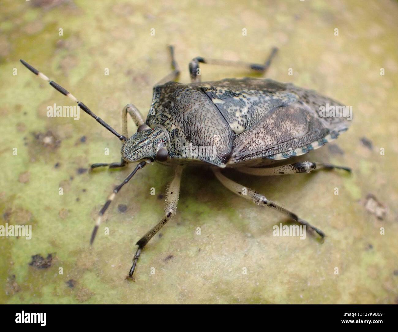 Mottled Stink Bug (Rhaphigaster nebulosa Stock Photo - Alamy