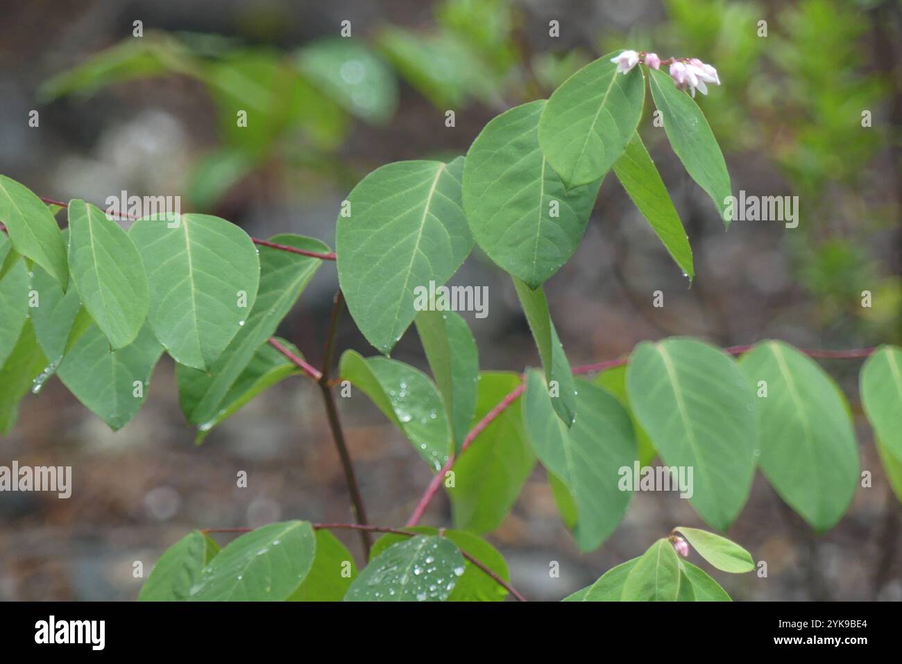 spreading dogbane (Apocynum androsaemifolium Stock Photo - Alamy