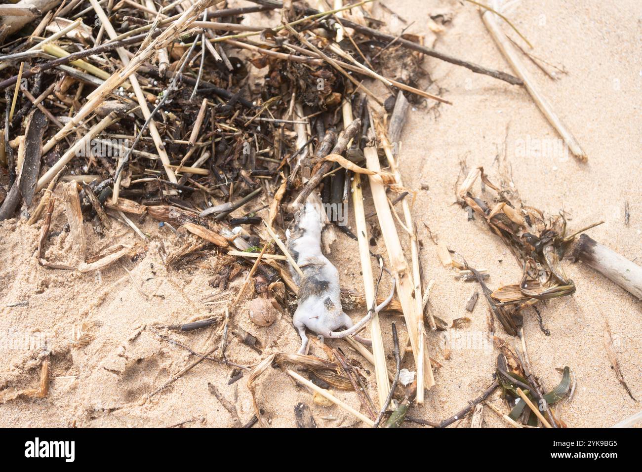 Deceased rat on a sandy beach, surrounded by beach litter, depicting ...