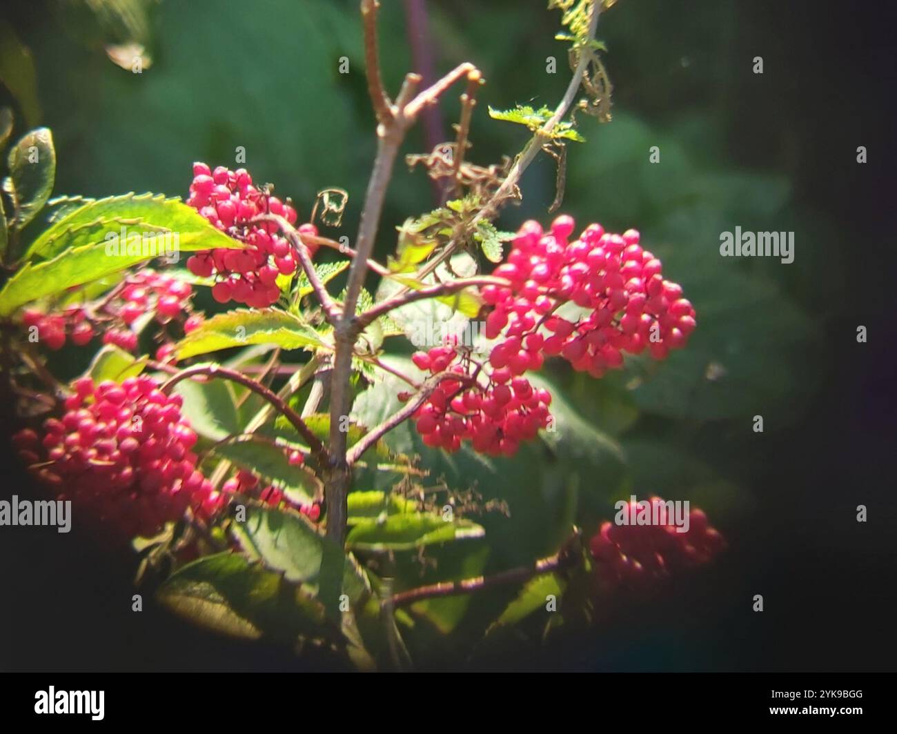 red-berried elder (Sambucus racemosa Stock Photo - Alamy