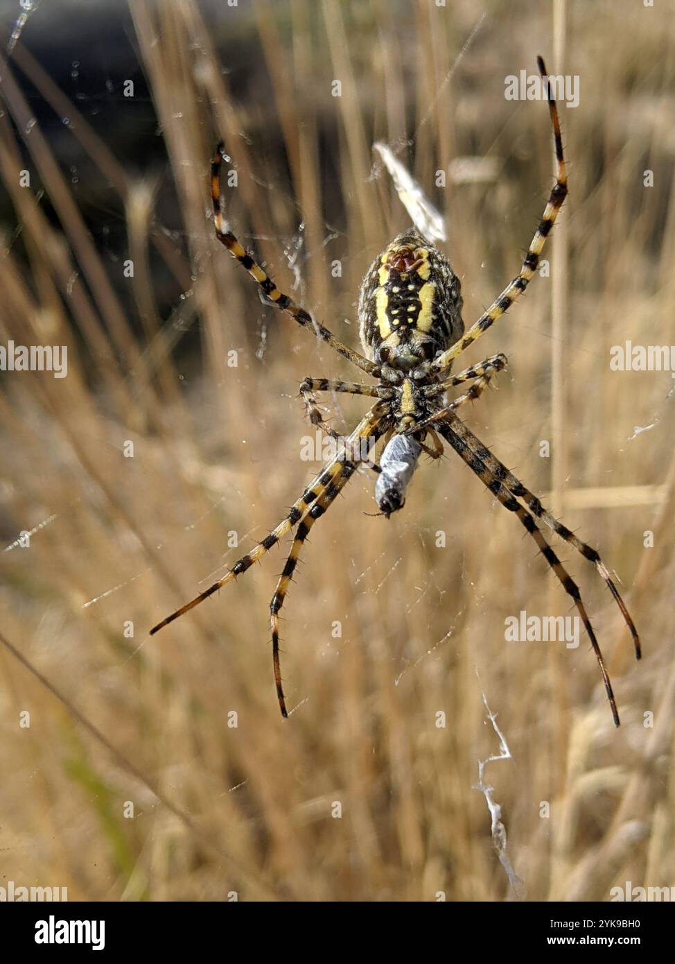 Banded Garden Spider (Argiope trifasciata Stock Photo - Alamy