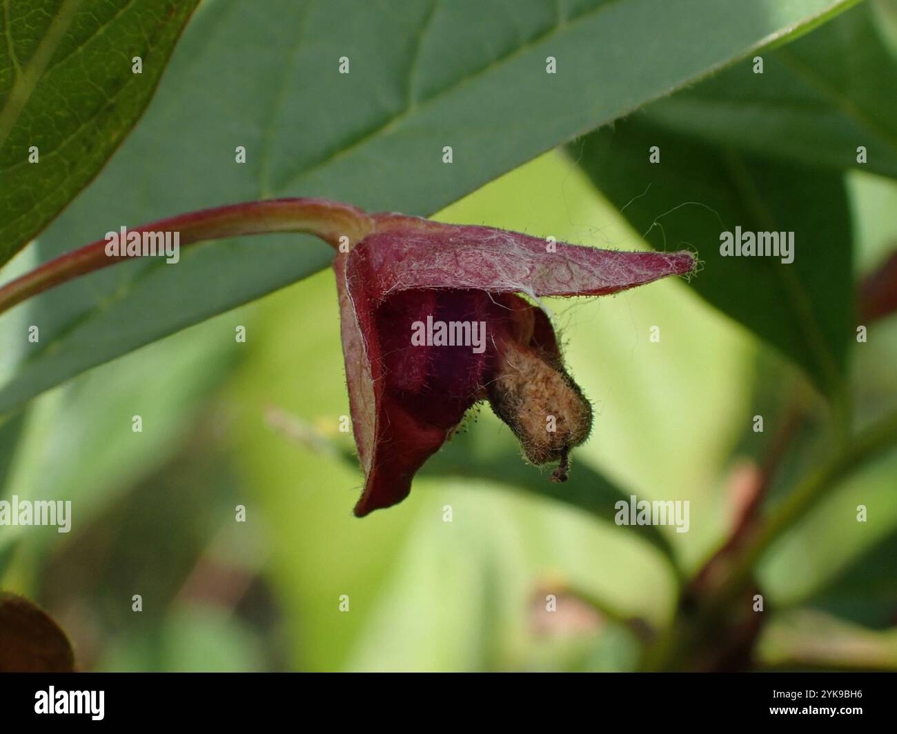 twinberry honeysuckle (Lonicera involucrata Stock Photo - Alamy