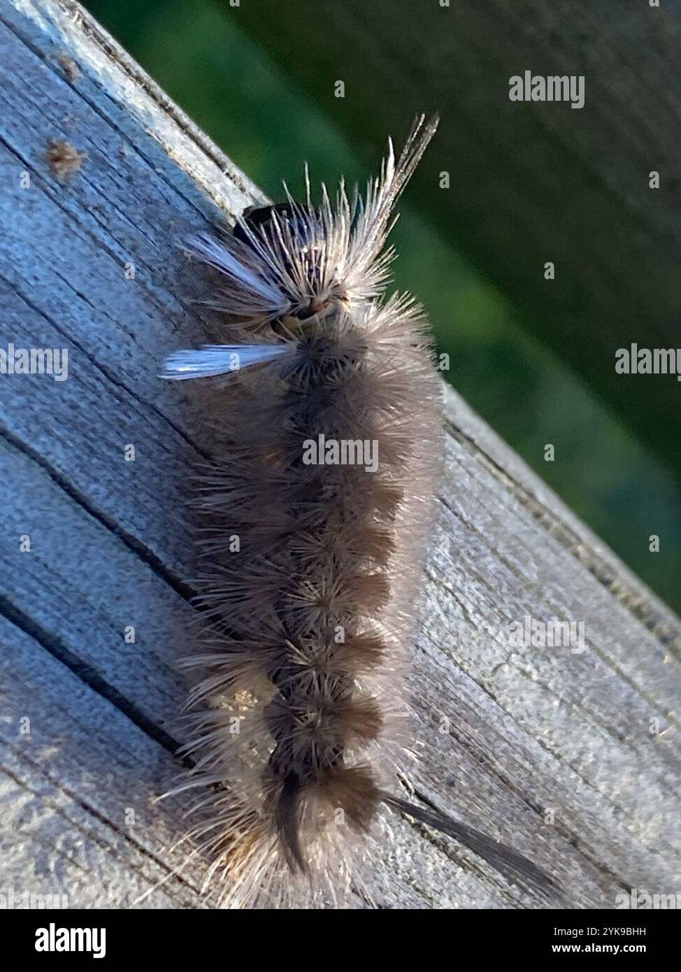 Banded Tussock Moth (Halysidota tessellaris Stock Photo - Alamy
