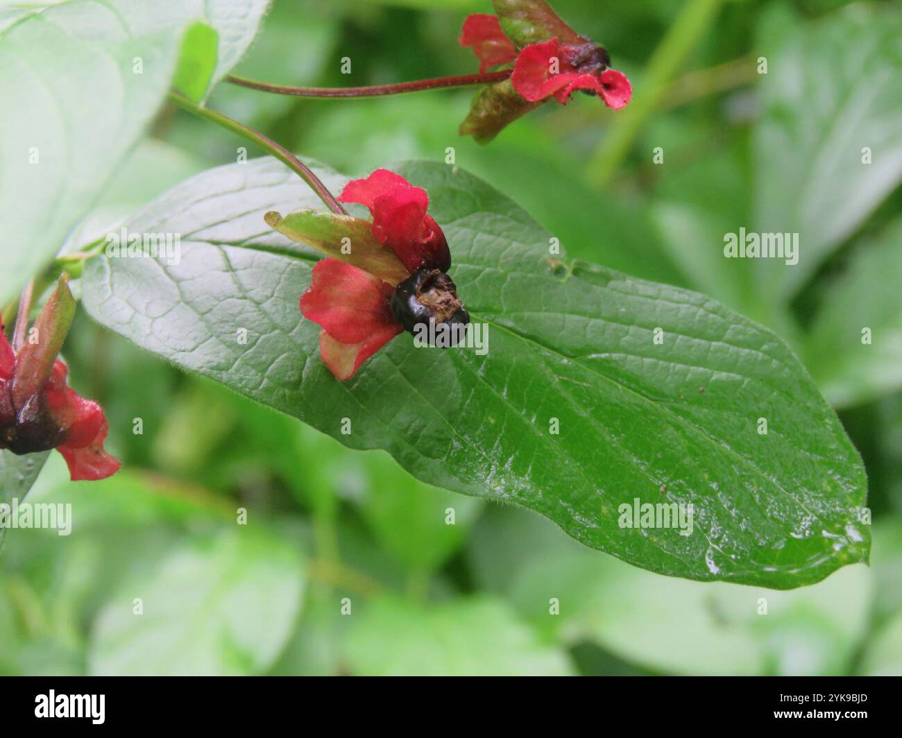 twinberry honeysuckle (Lonicera involucrata Stock Photo - Alamy