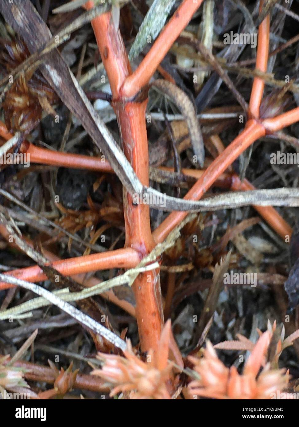 Rust Weed (Polypremum procumbens Stock Photo - Alamy