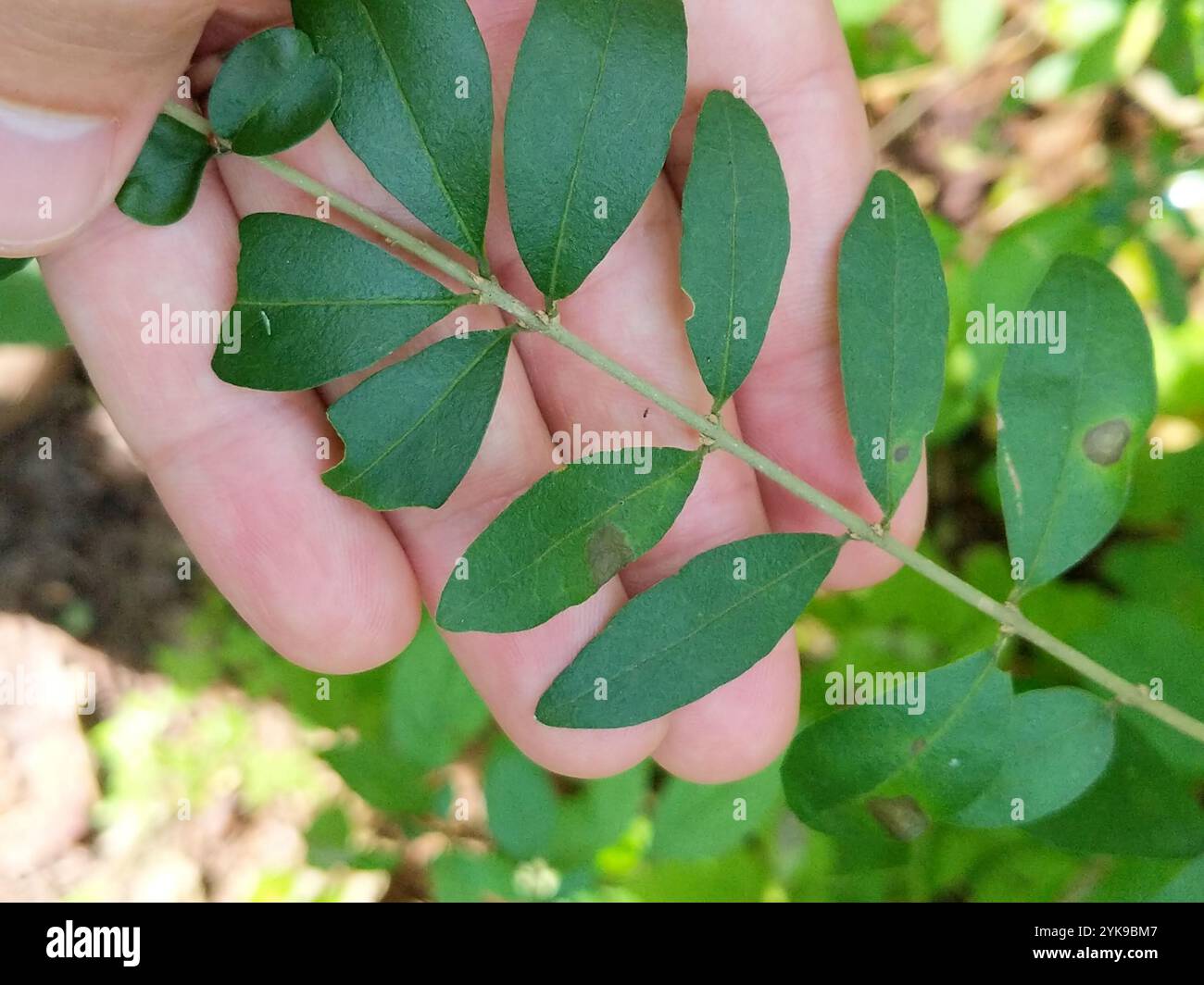border privet (Ligustrum obtusifolium Stock Photo - Alamy