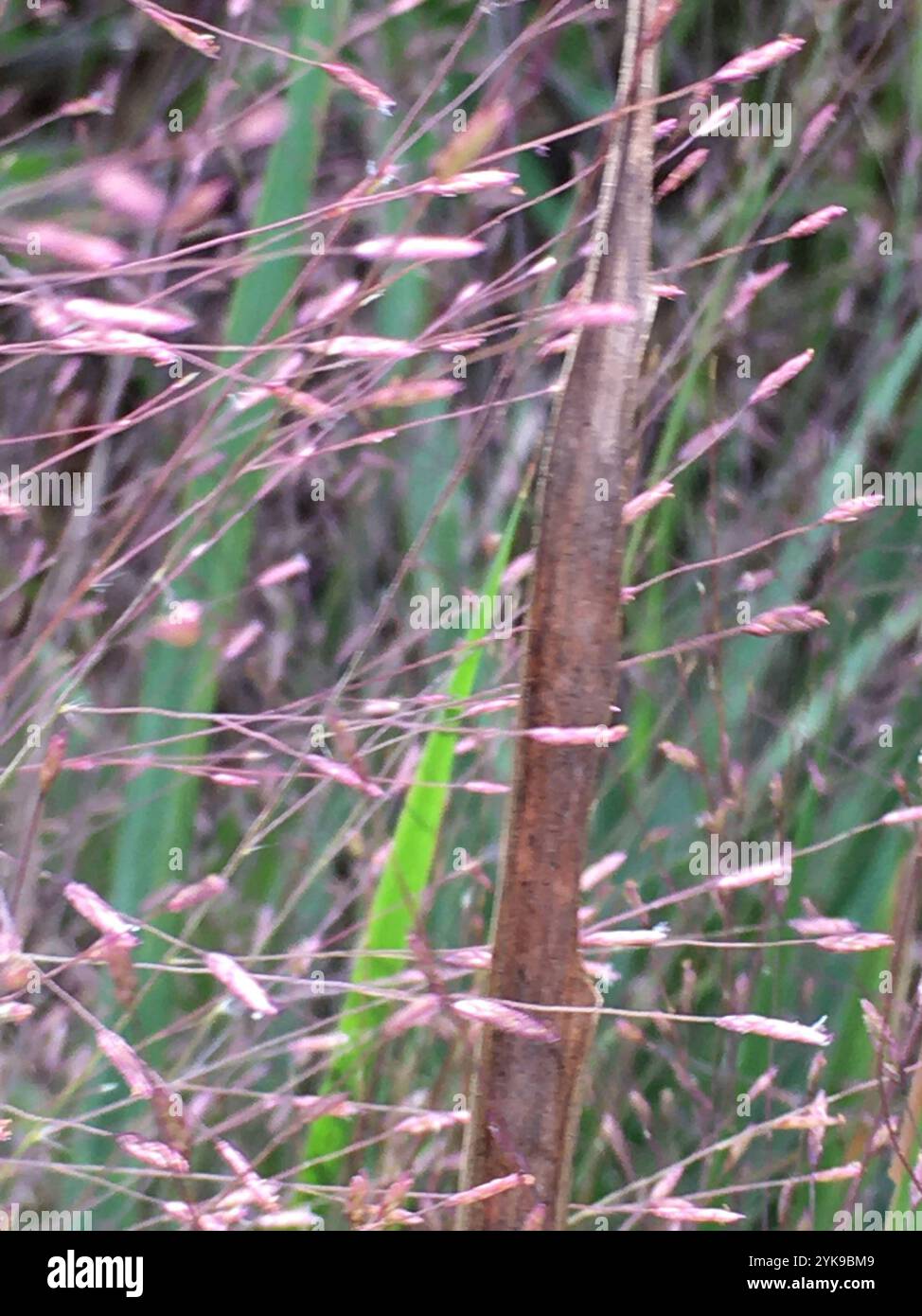 Purple lovegrass hi-res stock photography and images - Alamy