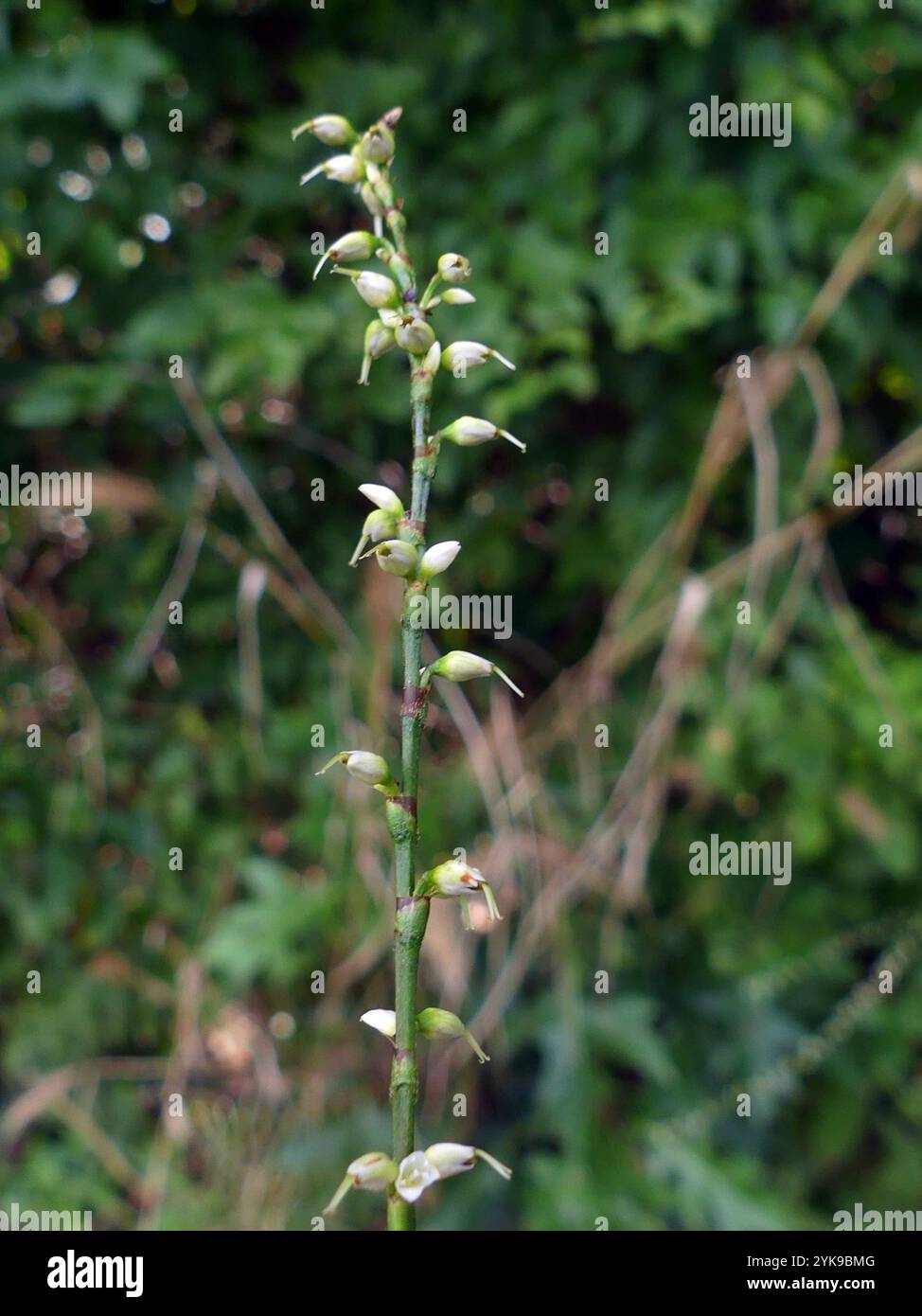 American jumpseed (Persicaria virginiana Stock Photo - Alamy