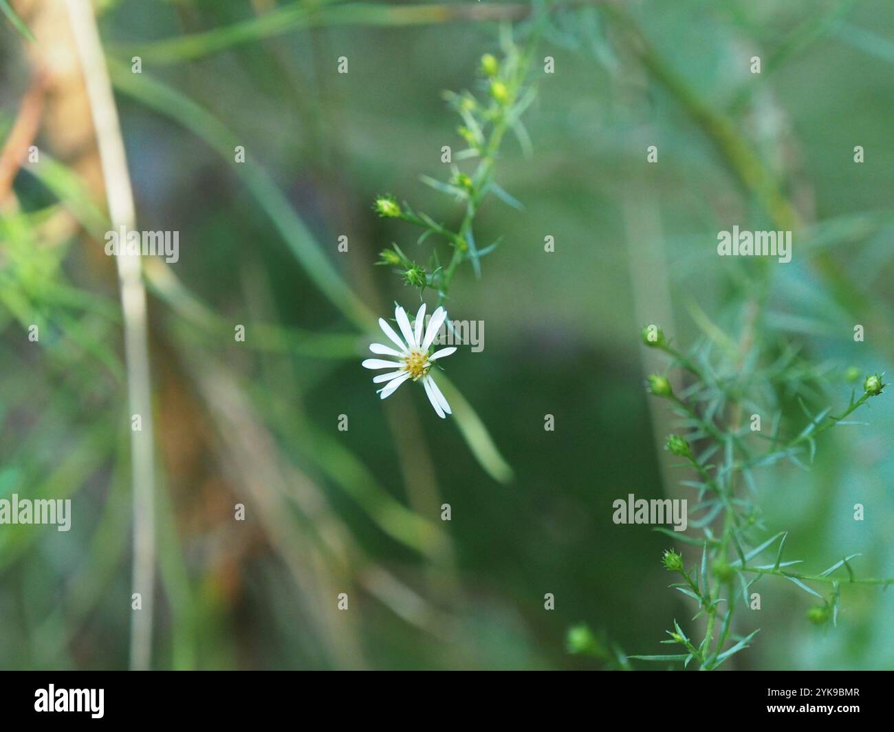 hairy white oldfield aster (Symphyotrichum pilosum Stock Photo - Alamy
