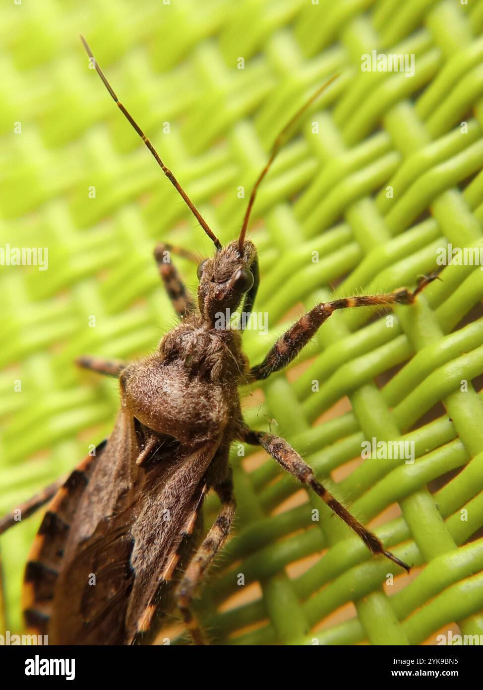 Coranus hi-res stock photography and images - Alamy