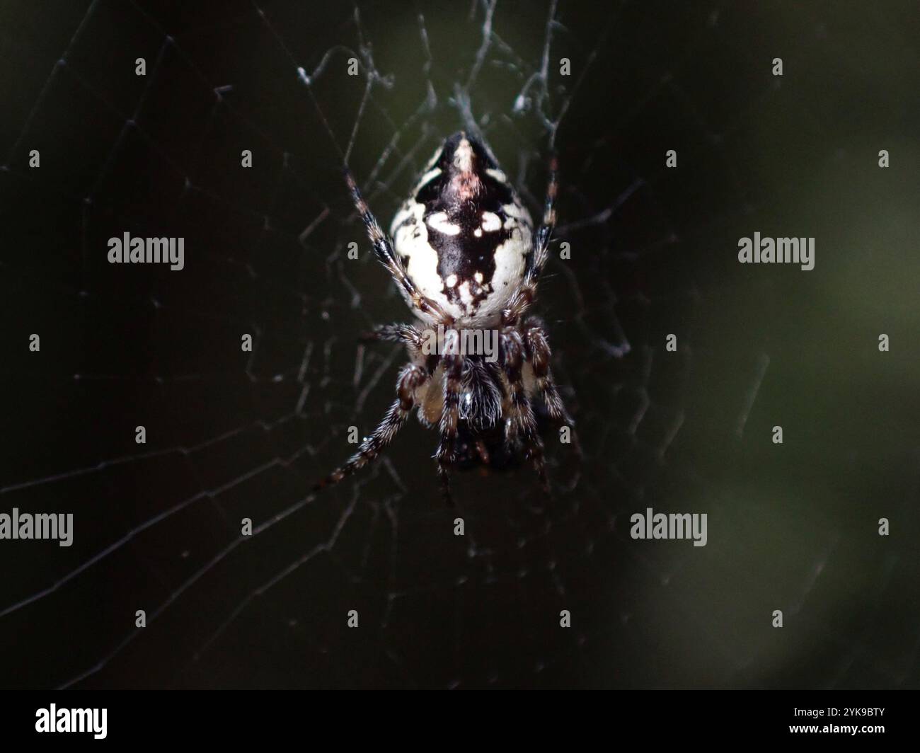 Conical Trashline Orbweaver (Cyclosa conica Stock Photo - Alamy