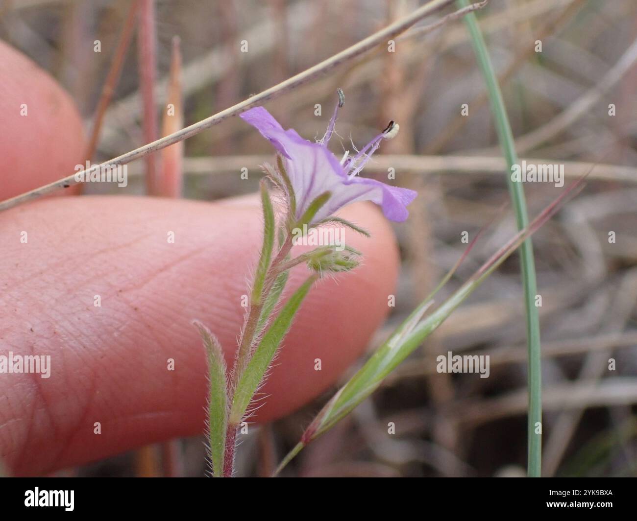 Linearleaf Phacelia (Phacelia linearis Stock Photo - Alamy