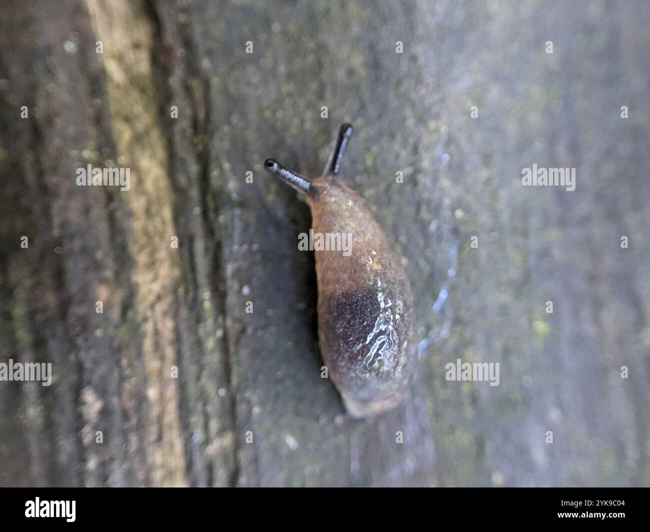 Common Land Snails and Slugs (Stylommatophora Stock Photo - Alamy